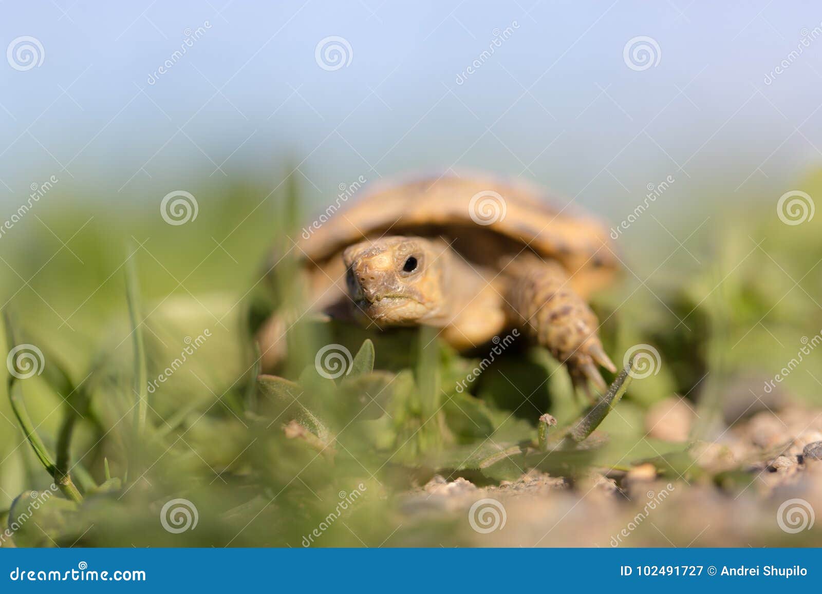 Turtle in nature stock image. Image of hiding, sulcata - 102491727
