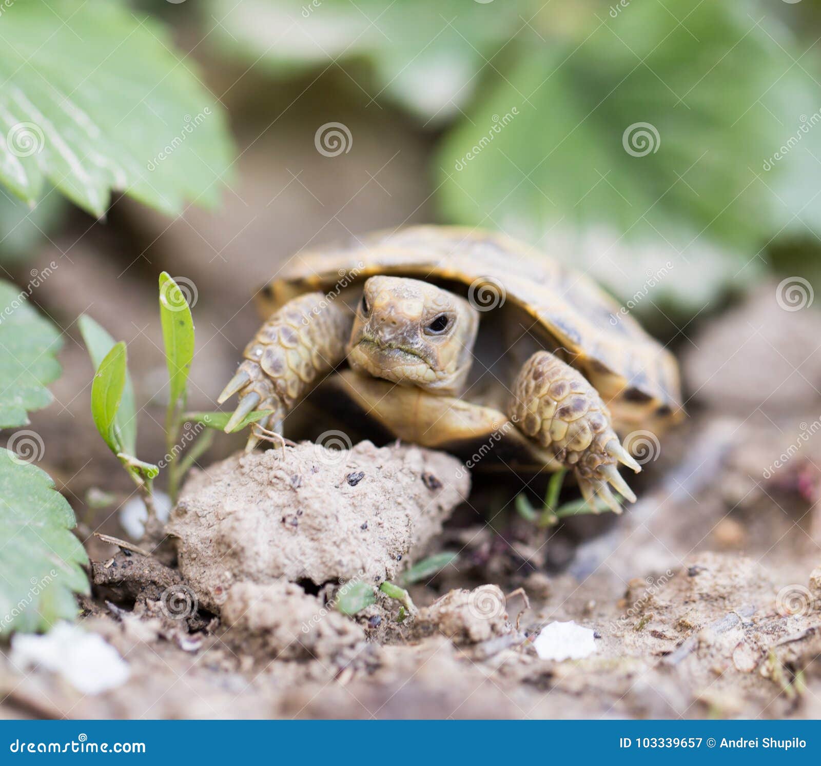 Turtle in nature stock image. Image of nature, desert - 103339657