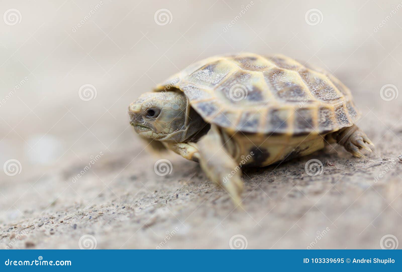 Turtle in nature stock image. Image of shell, prairie - 103339695