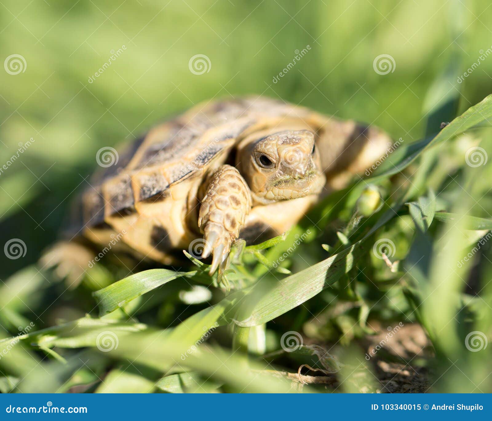 Turtle in nature stock image. Image of motion, outdoors - 103340015