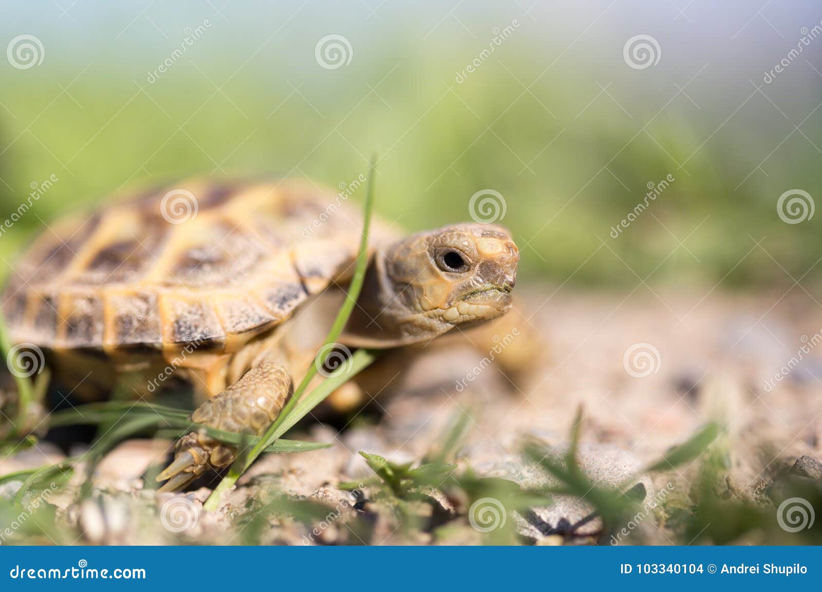 Turtle in nature stock photo. Image of species, wildlife - 103340104