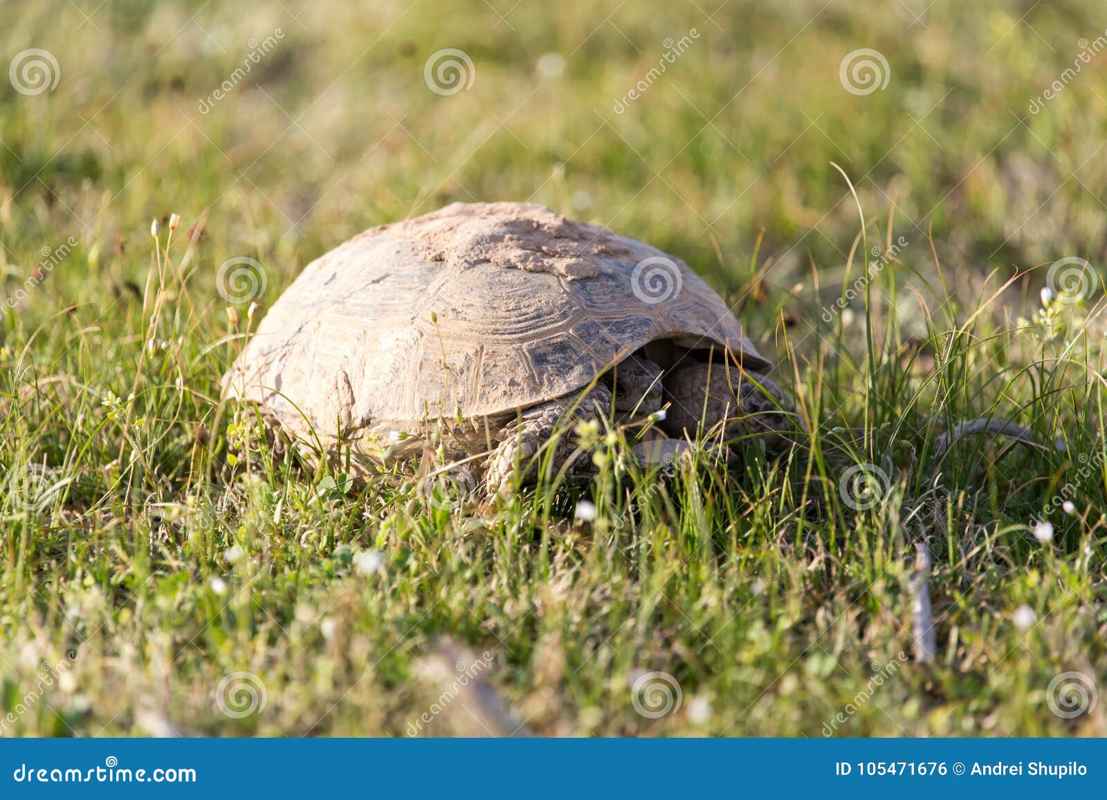 Turtle in nature stock photo. Image of wildlife, shell - 105471676
