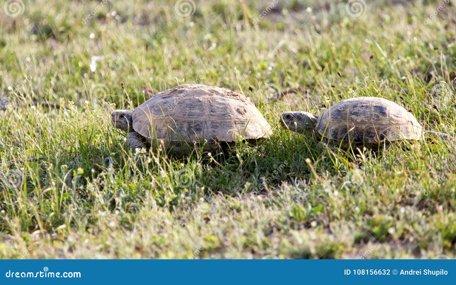 Turtle in nature stock photo. Image of protection, colorful - 108156632