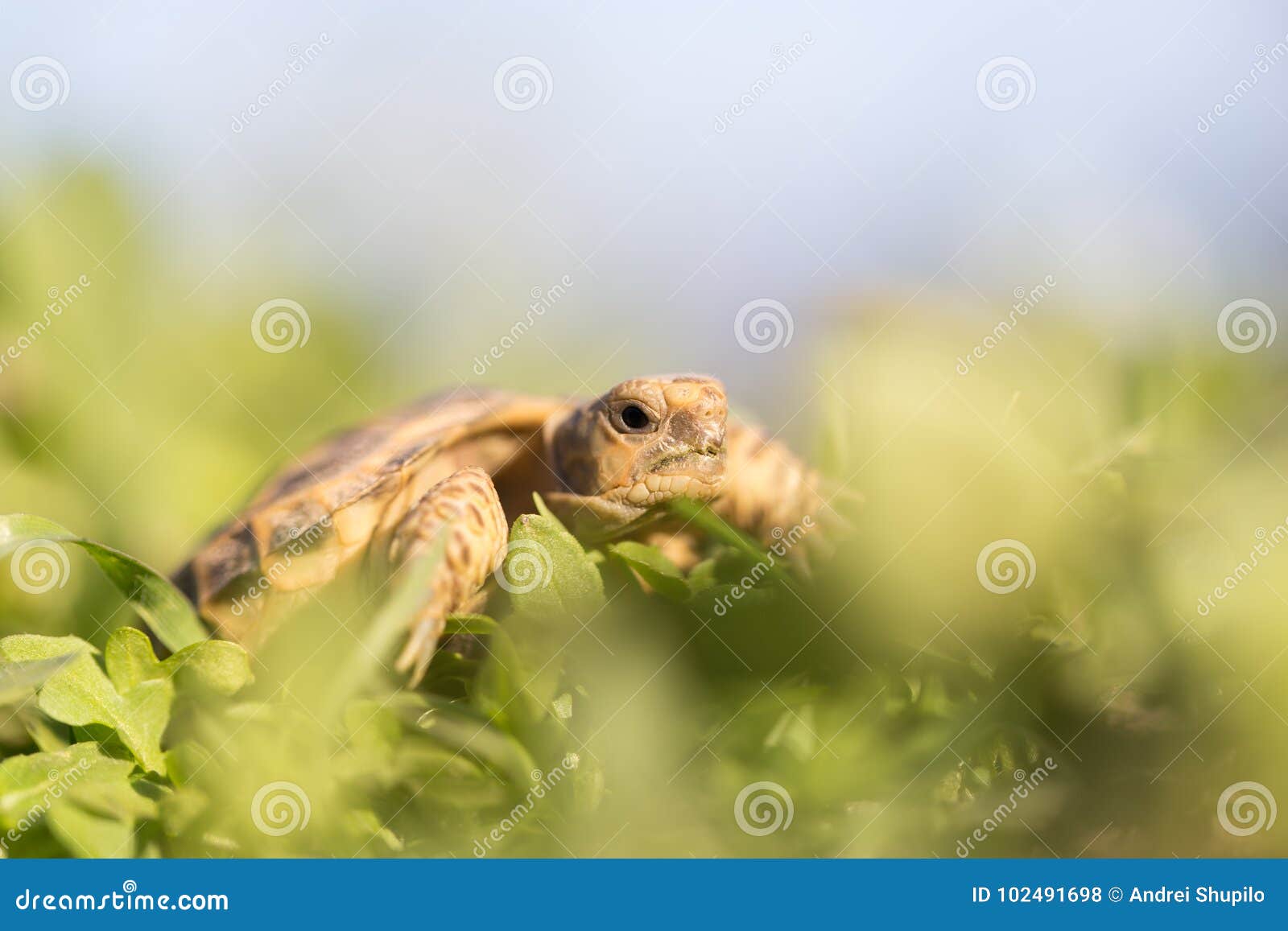 Turtle in nature stock photo. Image of hiding, spurred - 102491698