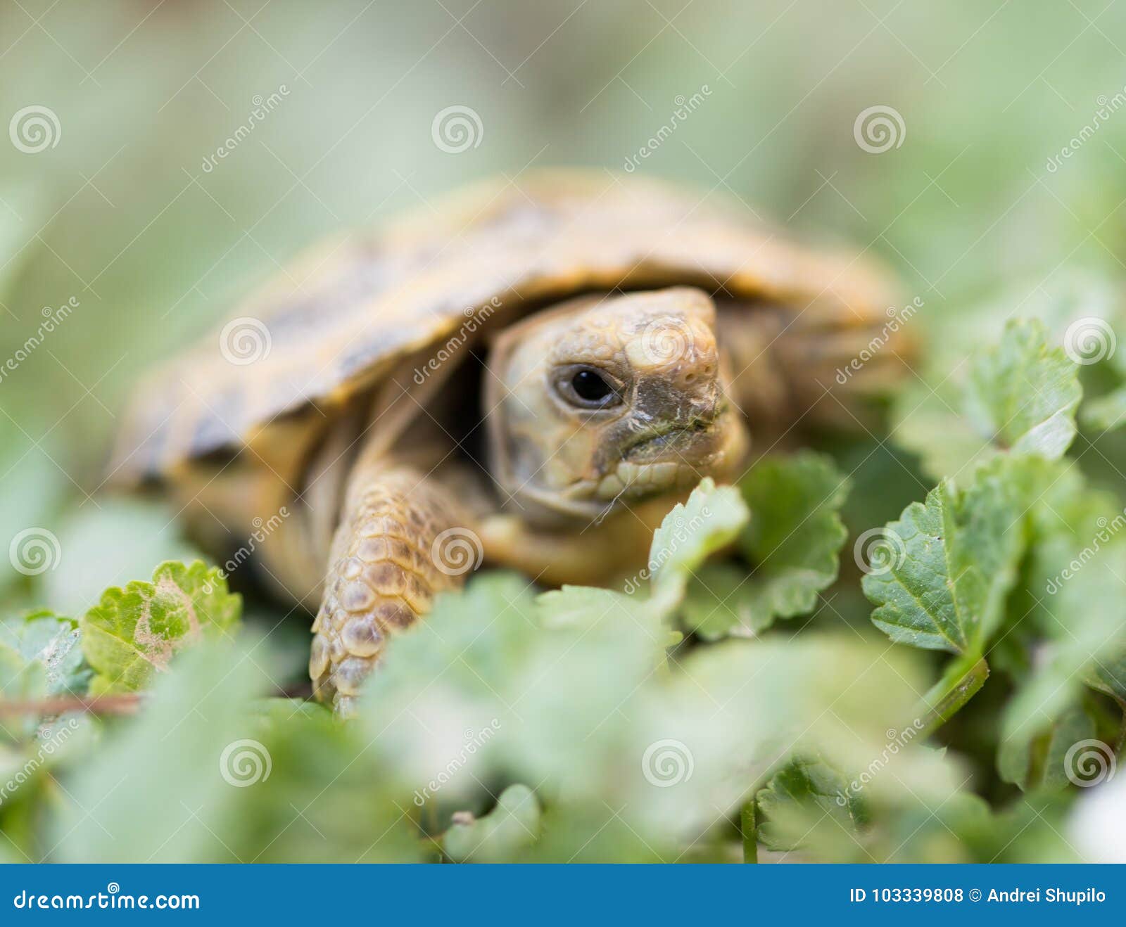 Turtle in nature stock photo. Image of animals, prairie - 103339808