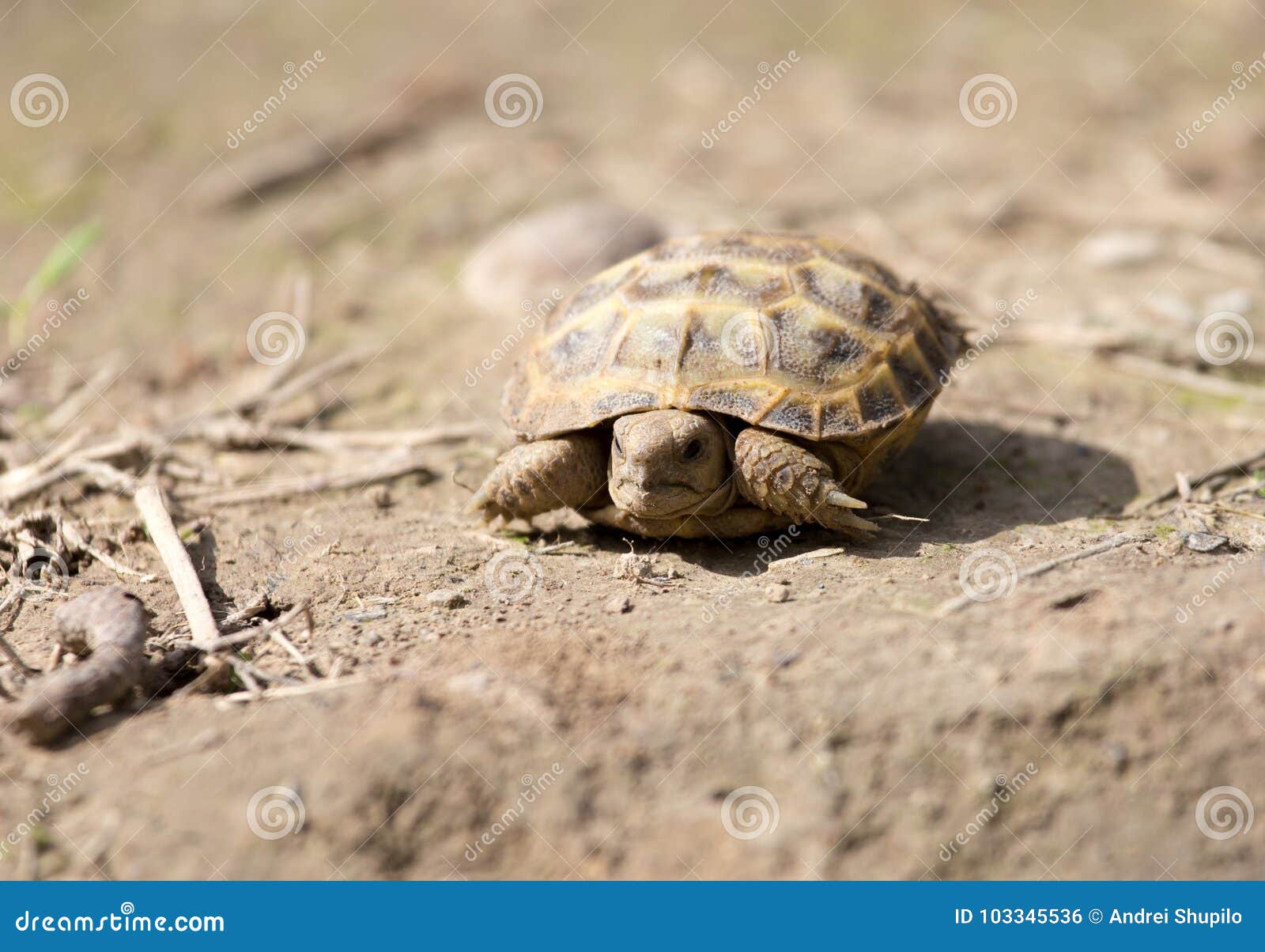 Turtle in nature stock photo. Image of tortoise, sand - 103345536