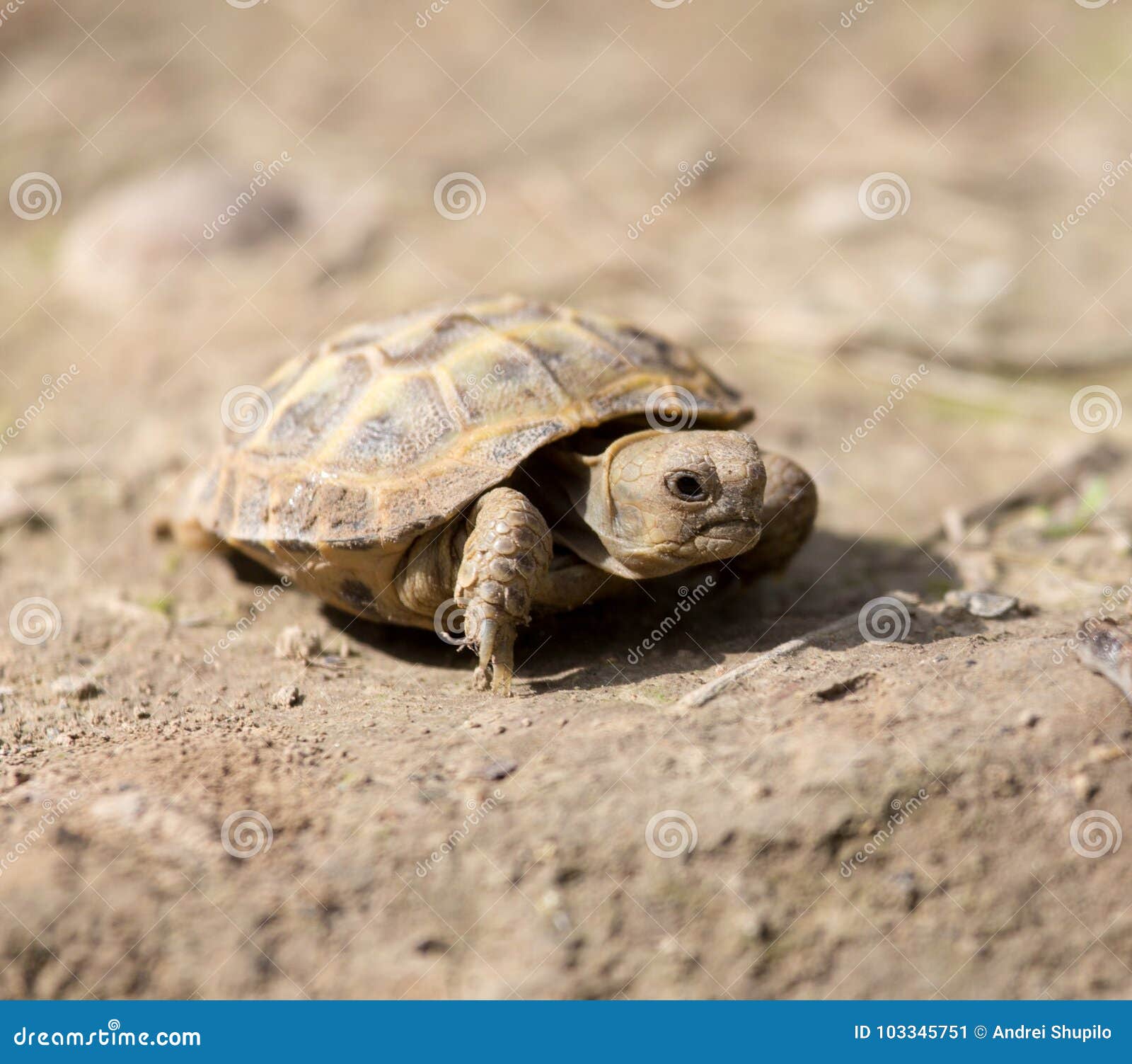Turtle in nature stock image. Image of sand, reptile - 103345751