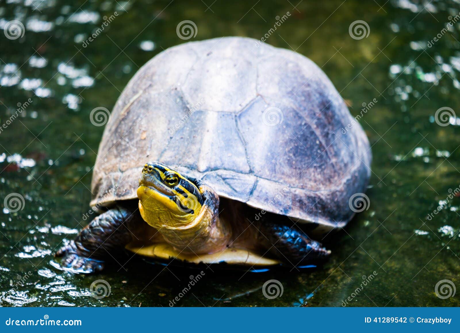 Turtle in nature stock photo. Image of geochelone, inert - 41289542