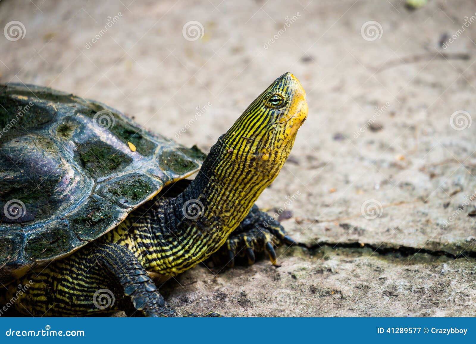 Turtle In The Nature Habitat, Wildlife In Cuba. Cuban Slider, Trachemys ...