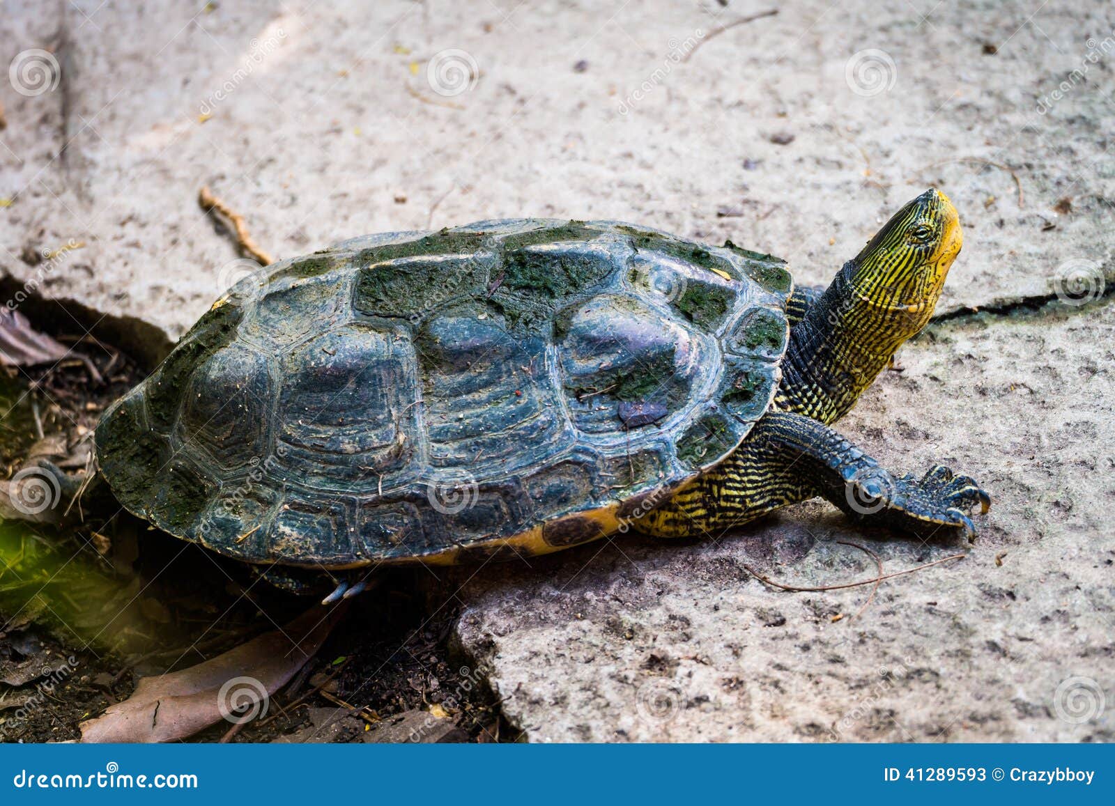 Turtle In The Nature Habitat, Wildlife In Cuba. Cuban Slider, Trachemys ...