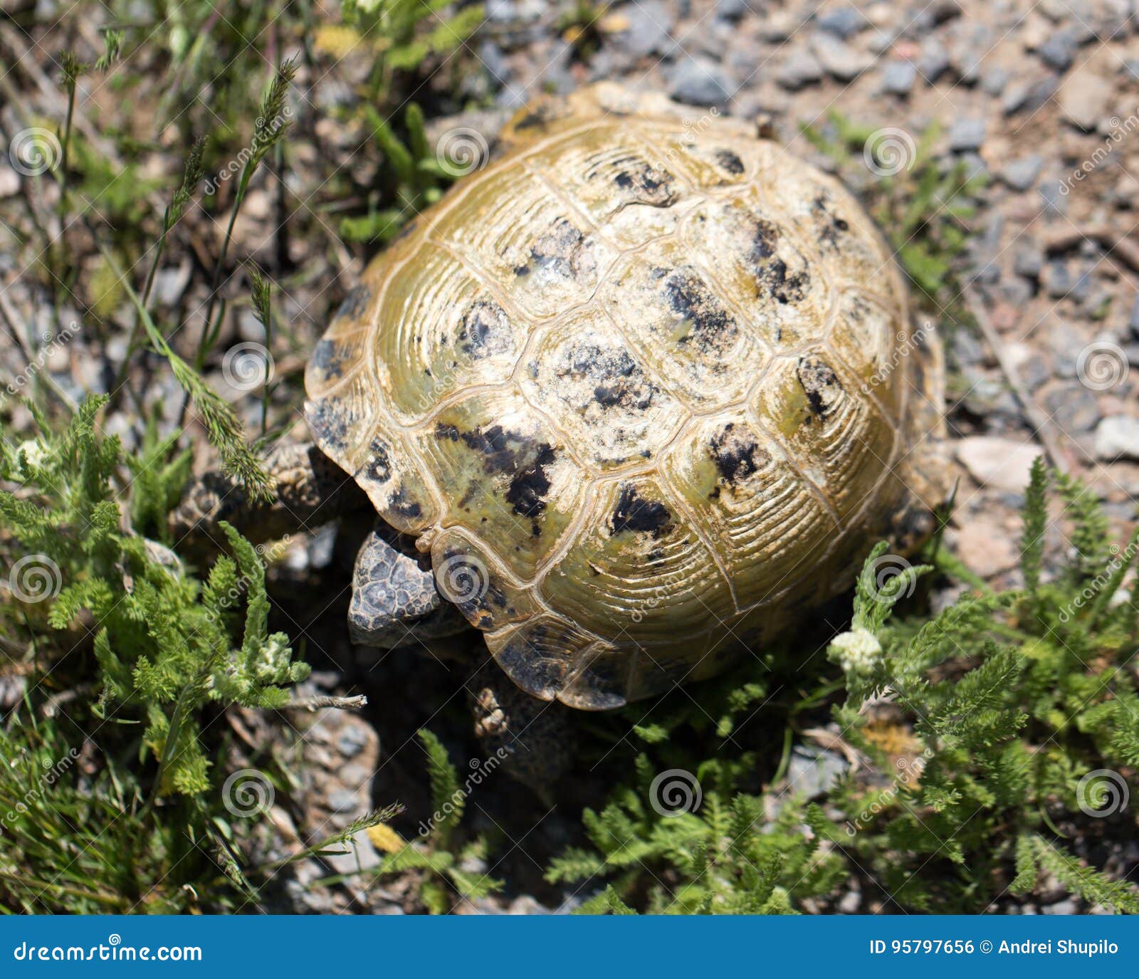 Turtle in nature stock photo. Image of vertebrate, shell - 95797656