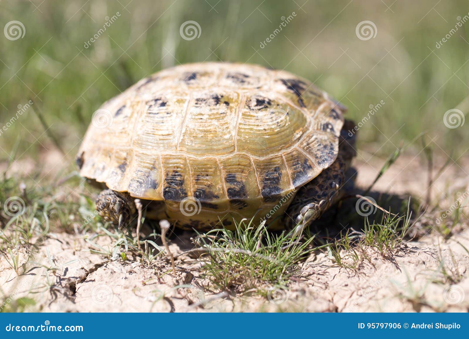 Turtle in nature stock photo. Image of motion, walking - 95797906