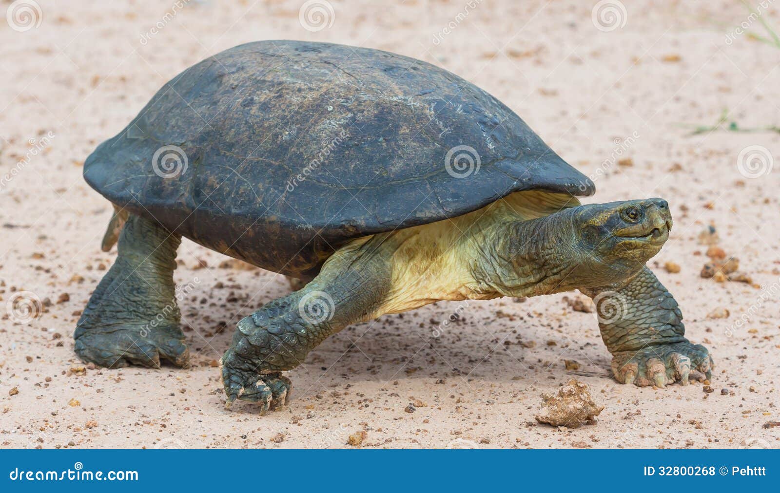 Turtle in nature stock photo. Image of thailand, turtle - 32800268