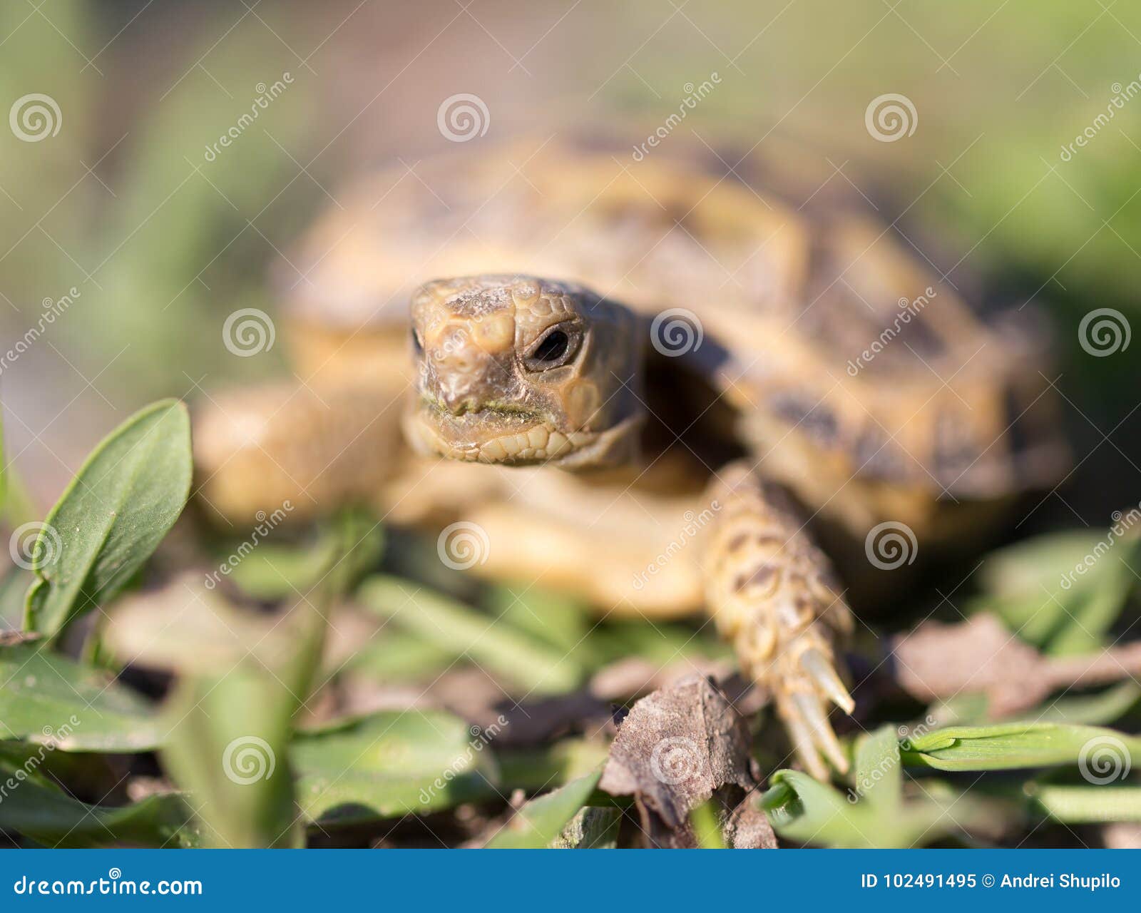Turtle in nature stock image. Image of wildlife, studio - 102491495