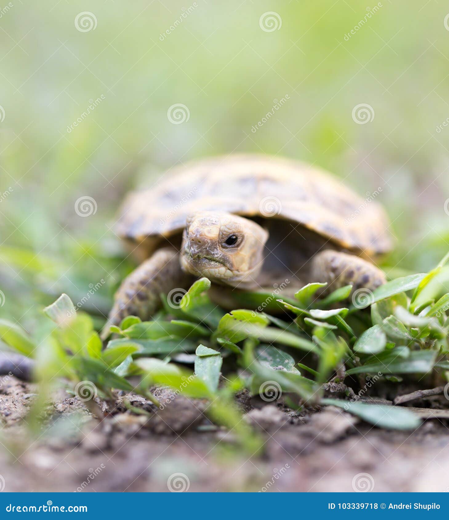 Turtle in nature stock photo. Image of herbivorous, shell - 103339718