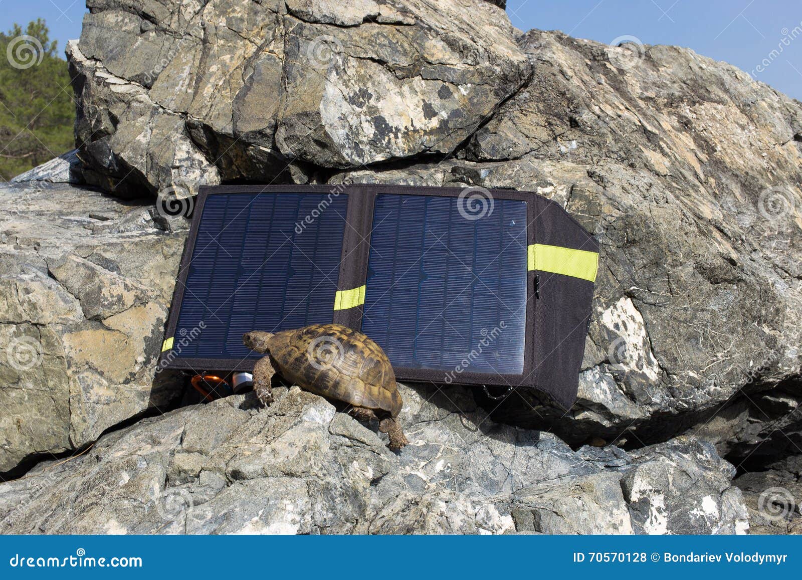 Turtle Next To a Solar Panel. Stock Photo - Image of couple, freedom ...