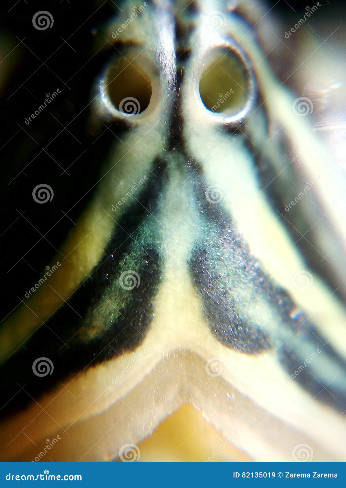 Turtle nose stock image. Image of macro, turtle, animal - 82135019