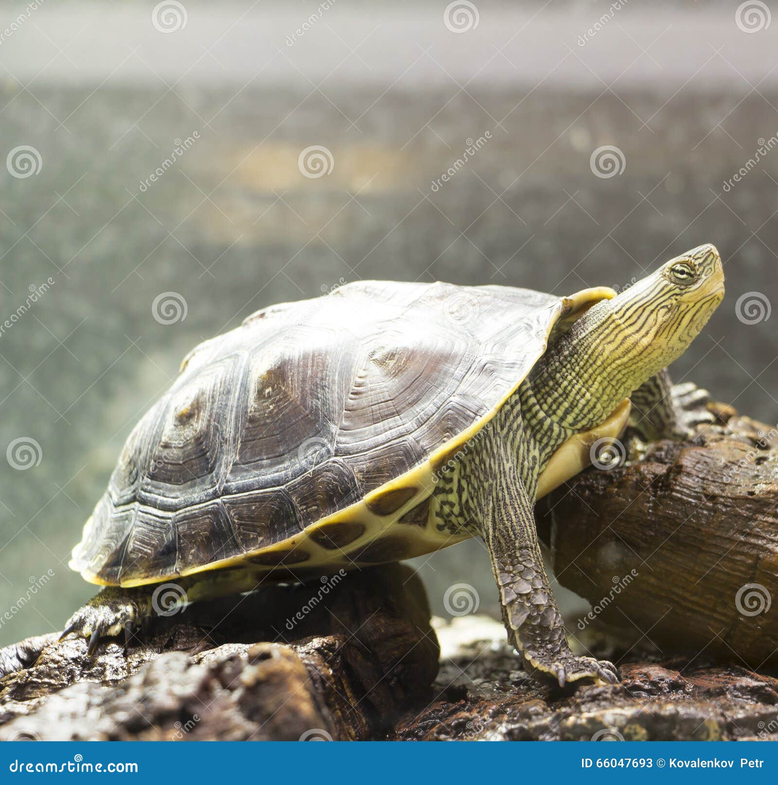 The Turtle Ocadia Sinensis. Stock Image - Image of swim, scale: 66047693