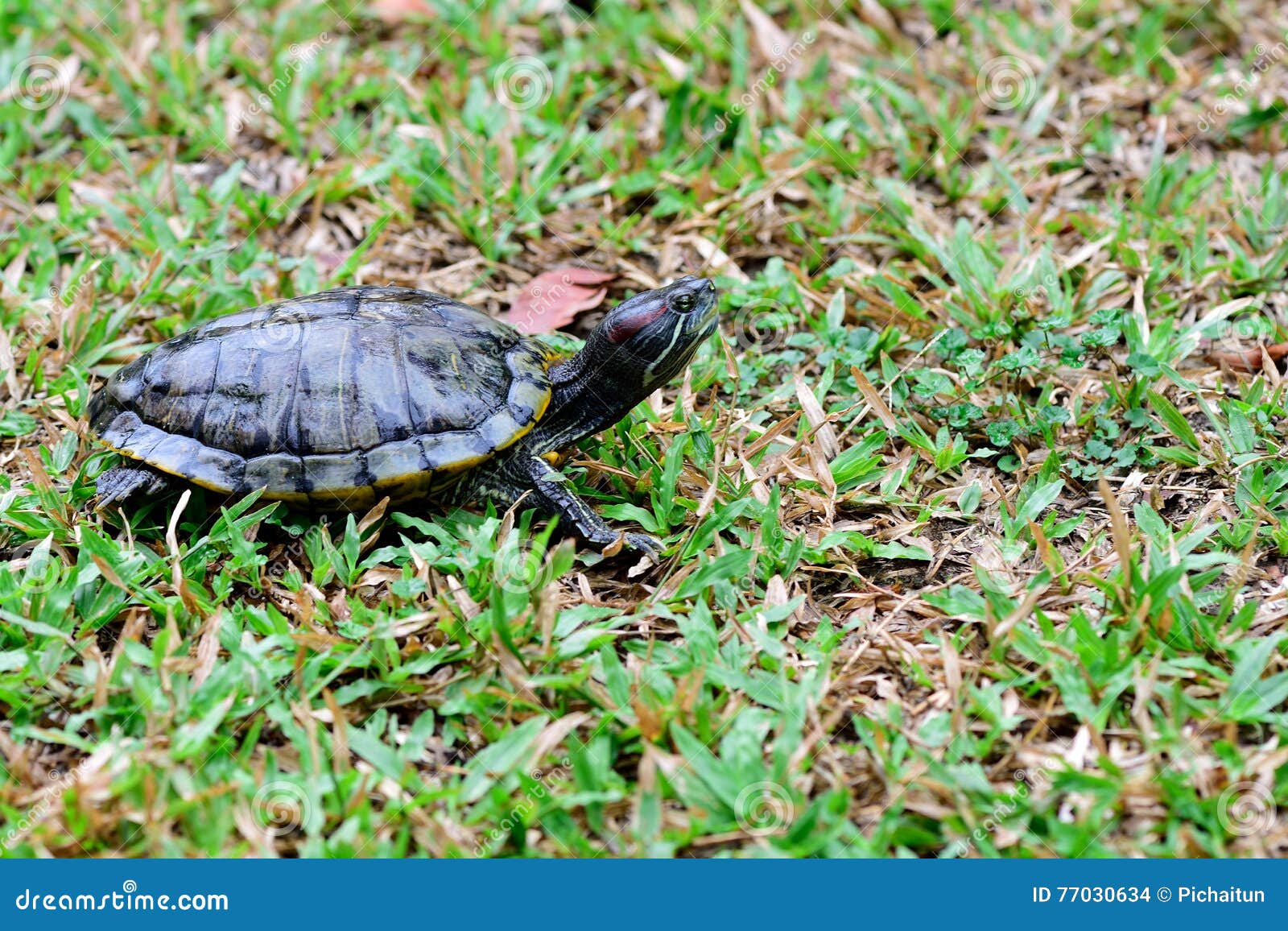 Turtle stock photo. Image of bony, testudines, turtle - 77030634