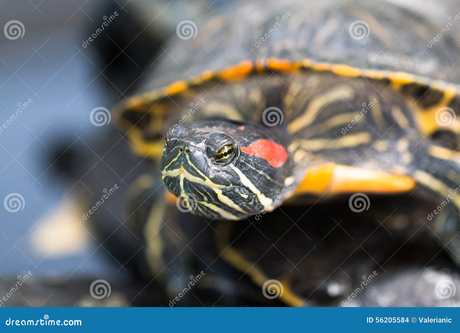Turtle one stock photo. Image of animal, natural, turtle - 56205584