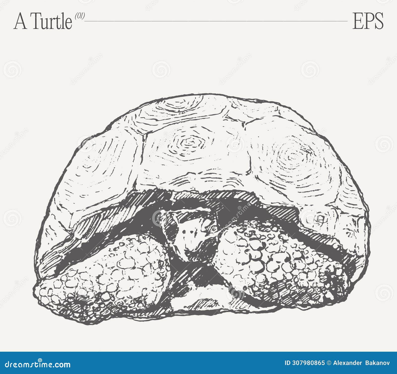 A Turtle with Open Shell. Hand Drawn Vector Illustration, Sketch. Stock ...