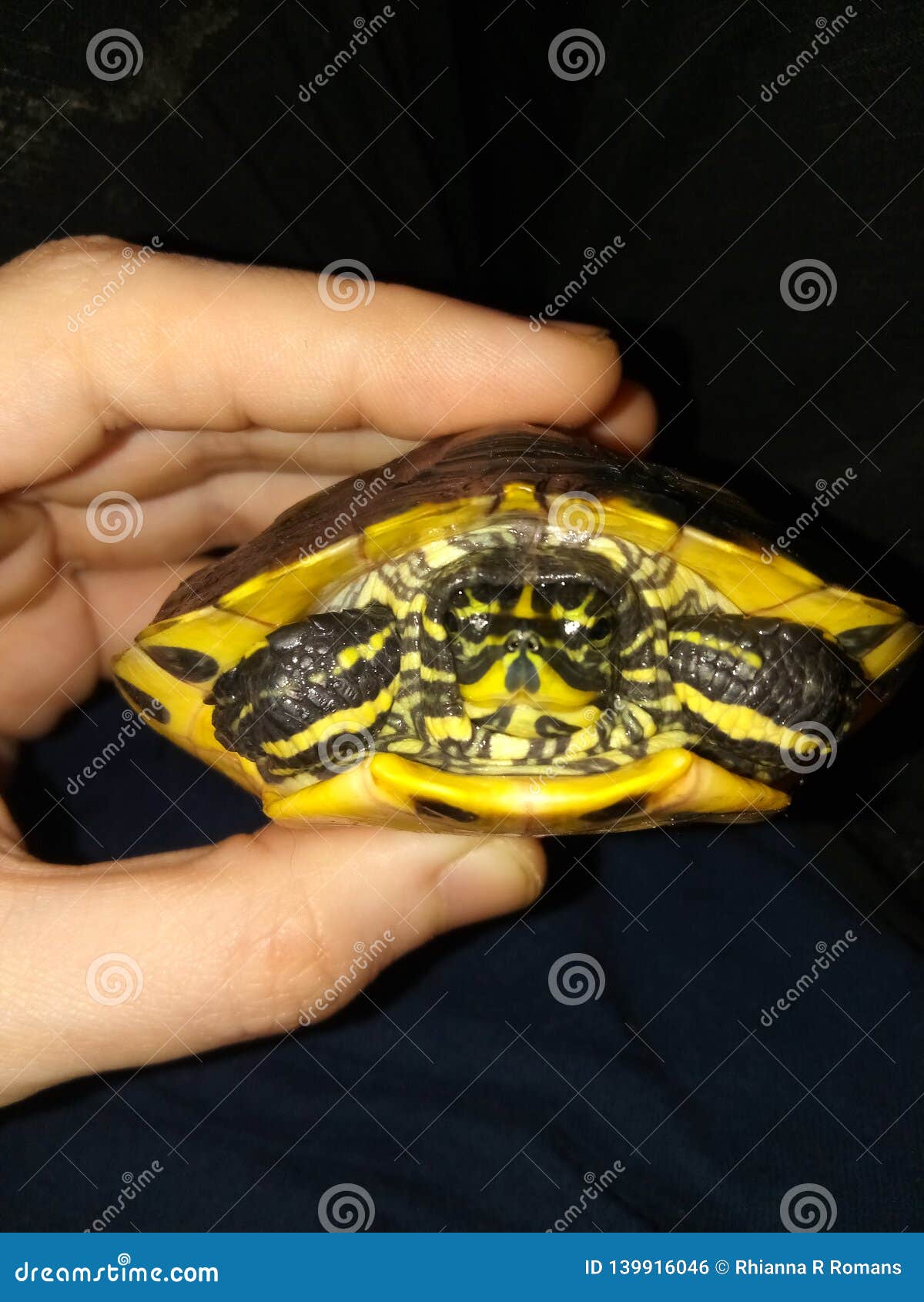 Turtle stock photo. Image of turtle, handsome, close - 139916046