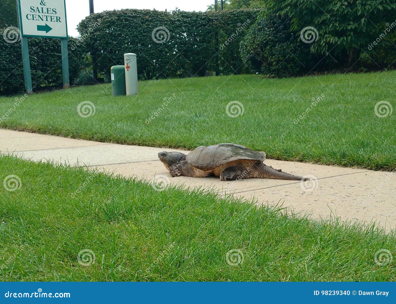 Turtle Out of Water stock photo. Image of nature, water - 98239340