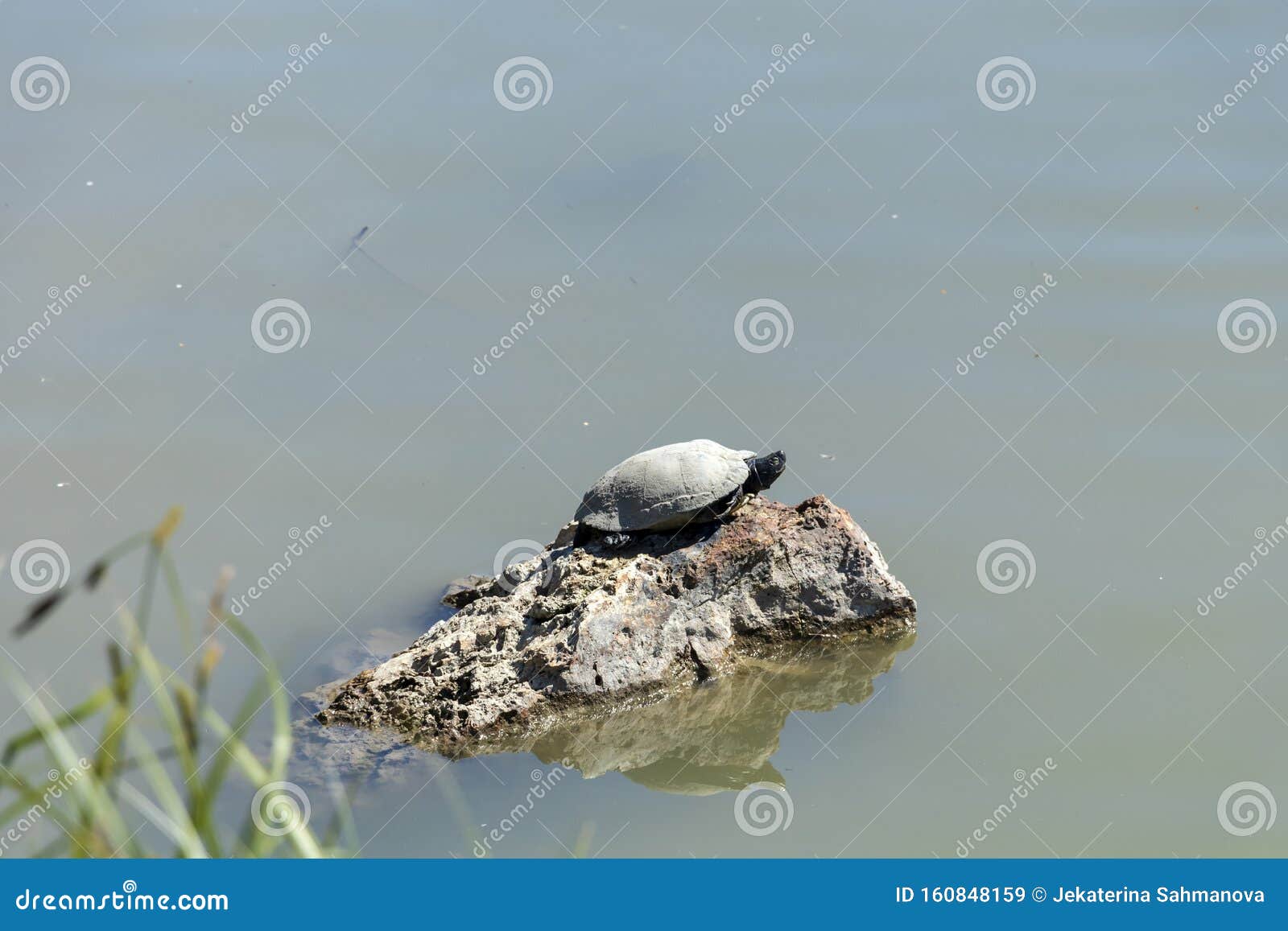 Turtle Warming Up on the Stone Surrounded by Water Stock Image - Image ...