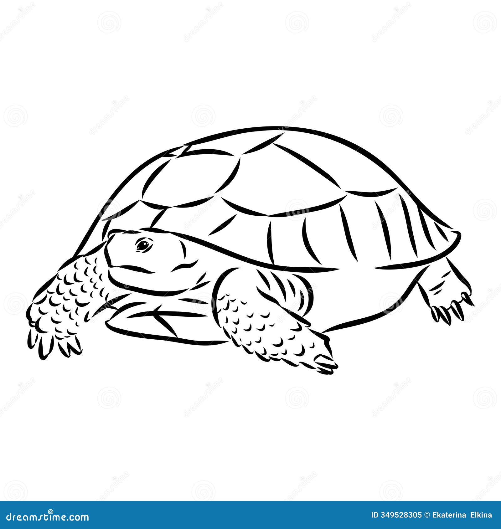 Turtle in Outlines - Vector Illustration. Asian Land Turtle, Vector ...