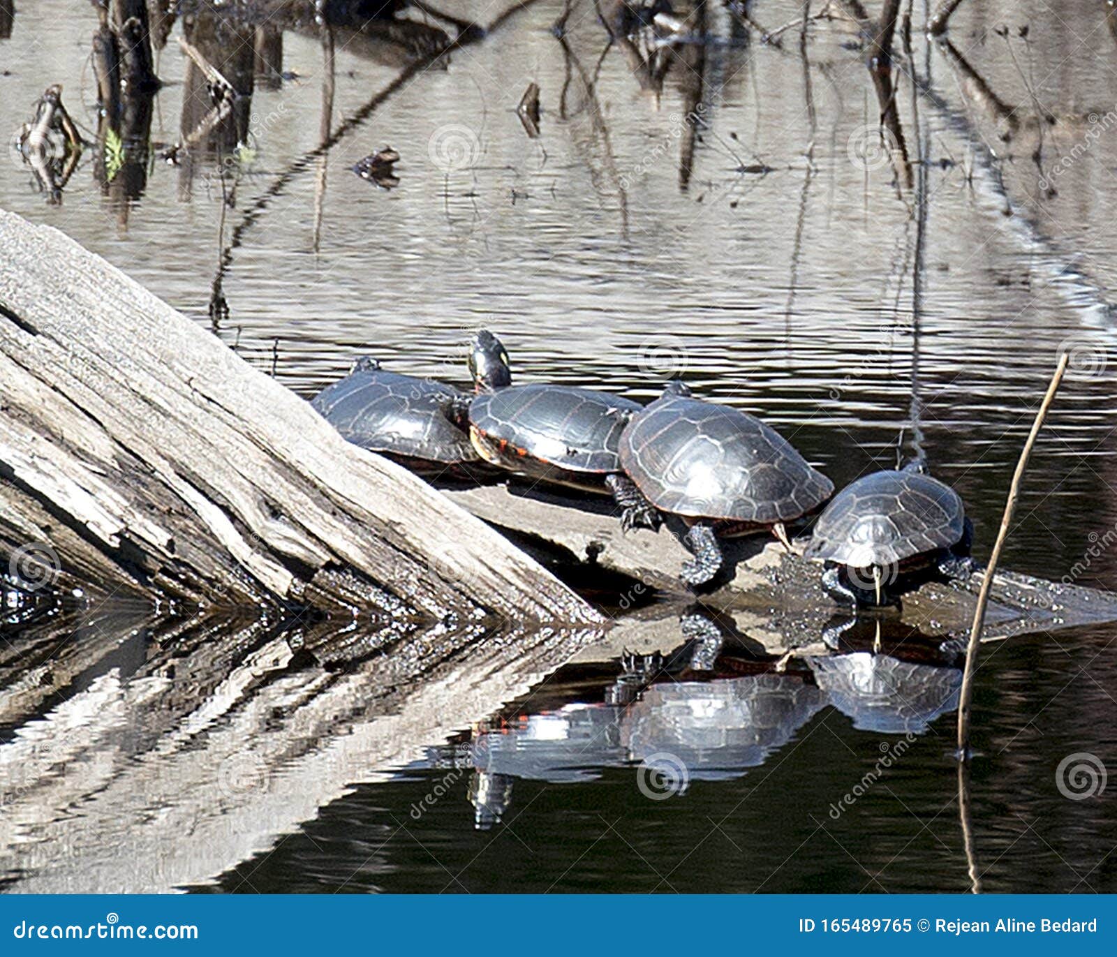 Turtle Painted Photo. Turtle Painted on a Log in the Pond. Painted ...