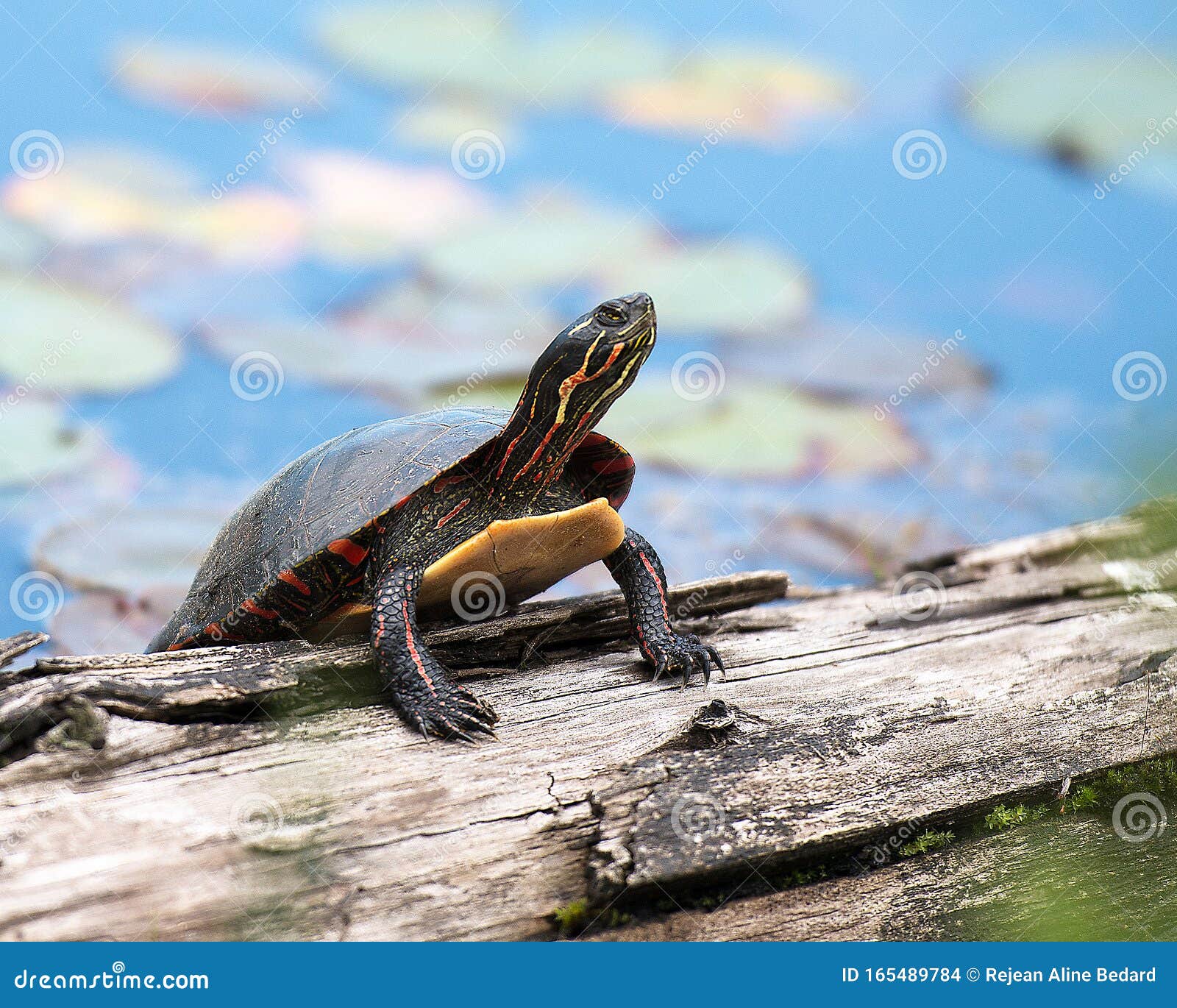 Turtle Painted Photo. Turtle Painted on a Log by the Water. Painted ...