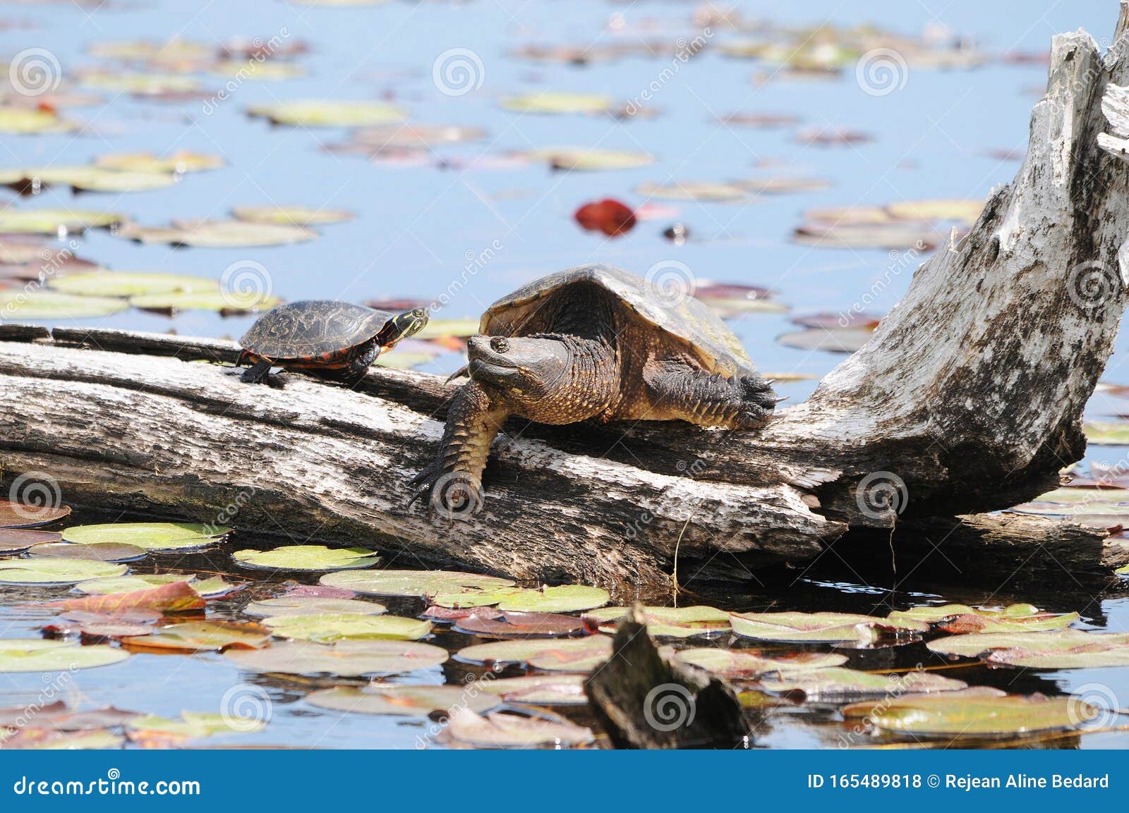 Turtle PaintedTurtle Painted Photo. Turtle Painted with a Snapping ...