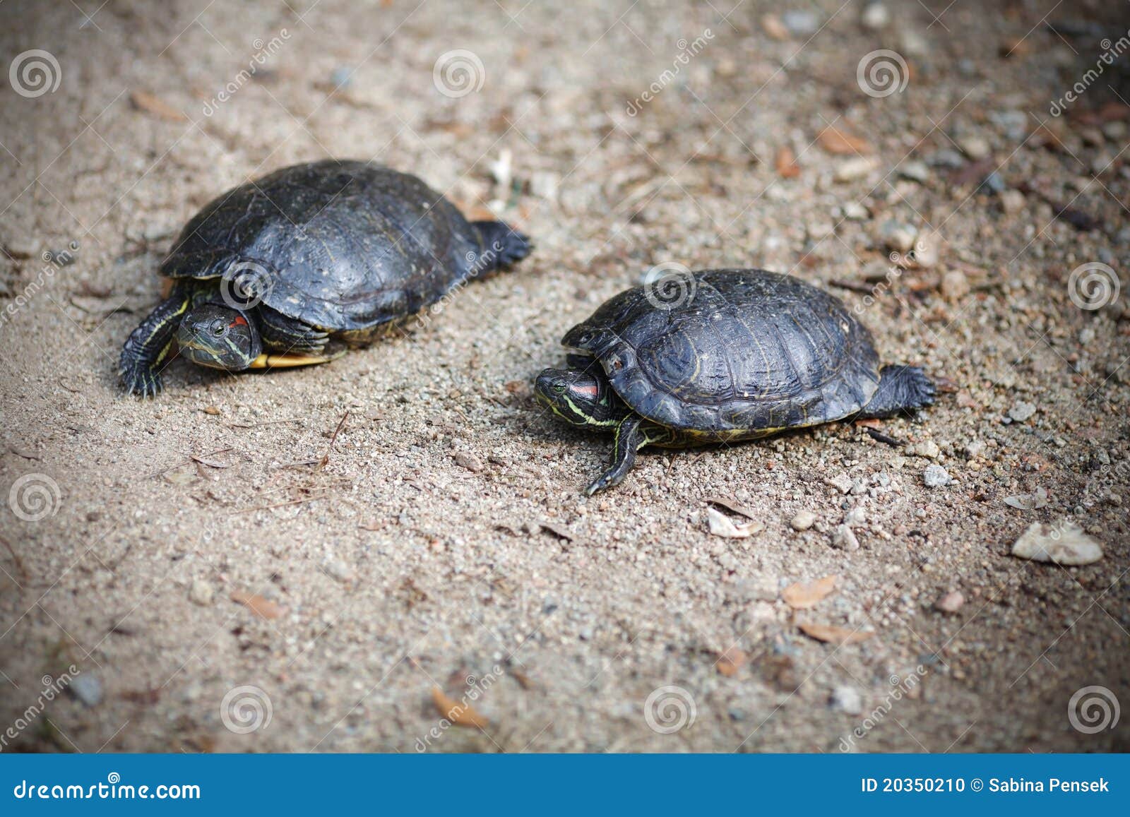 Turtle pair stock photo. Image of species, dwelling, concentric - 20350210