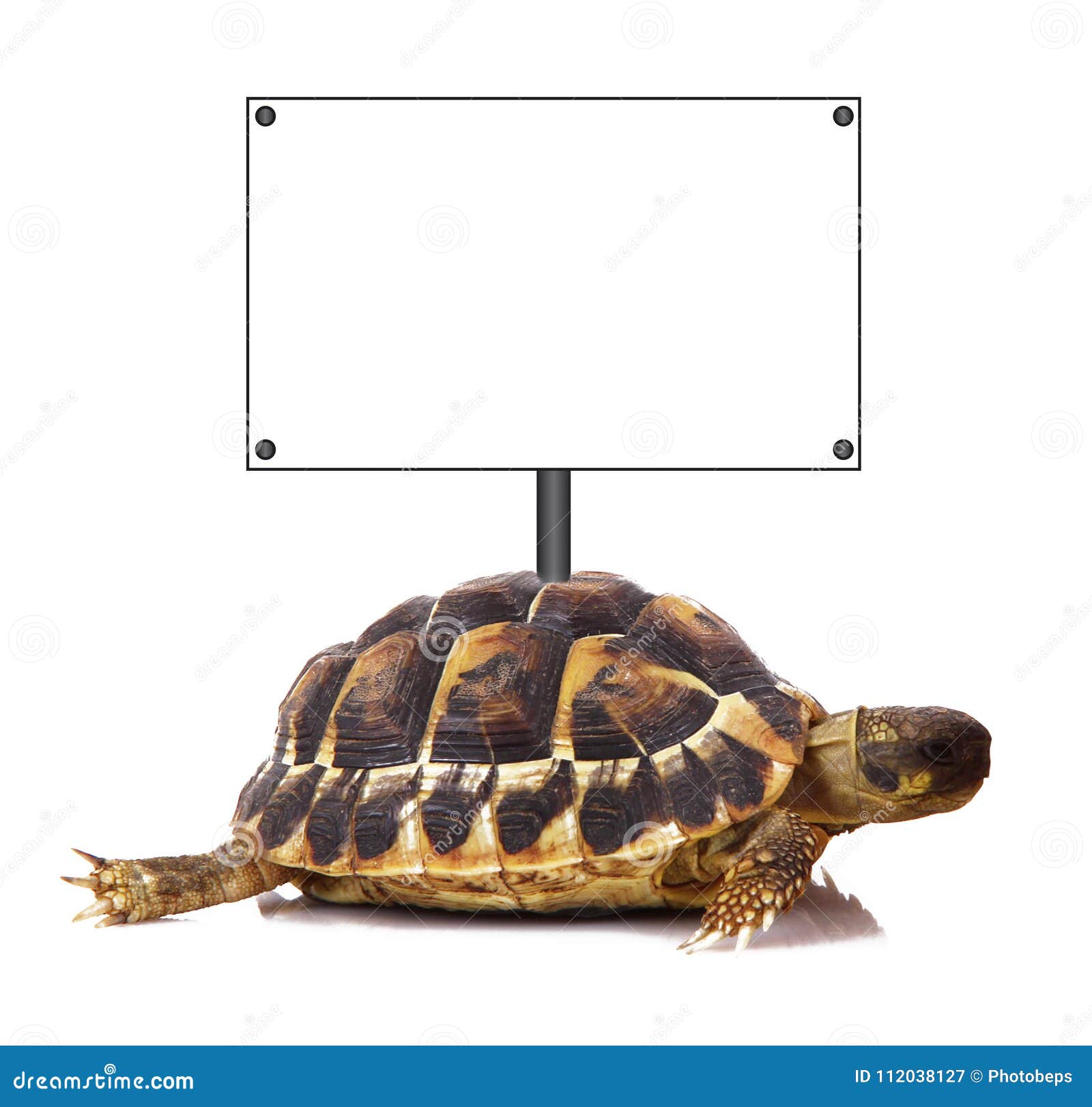 Turtle with panel on back stock image. Image of shell - 112038127