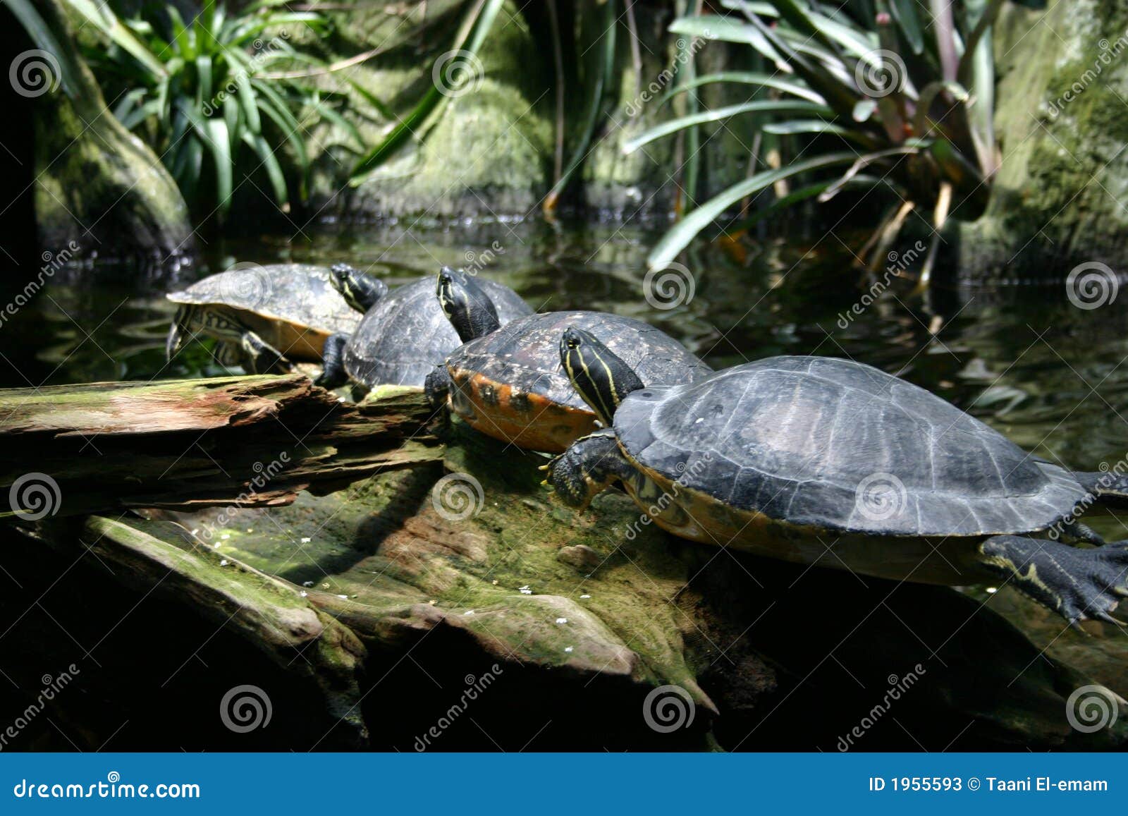 Turtle parade stock image. Image of green, florida, aquatic - 1955593
