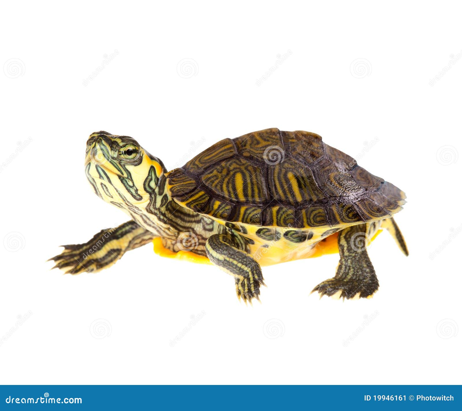 Turtle on parade stock image. Image of cute, turtle, slow - 19946161