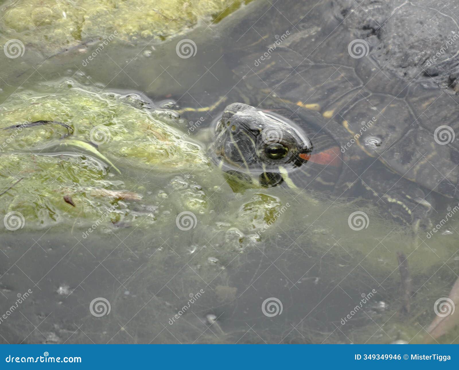 A Turtle Partially Submerged in Murky Water, with Algae-covered Shell ...