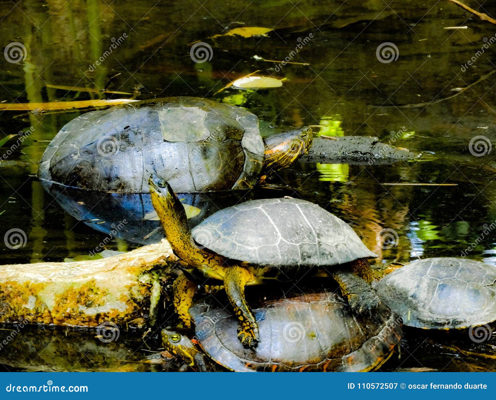 Turtle party stock image. Image of turtles, advantage - 110572507
