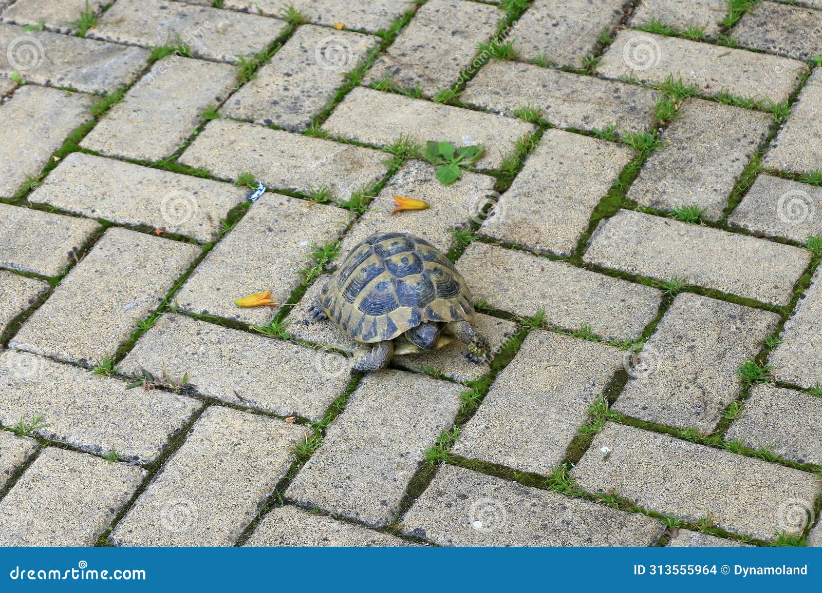 Turtle on Paving Stone Floor Stock Photo - Image of head, portrait ...