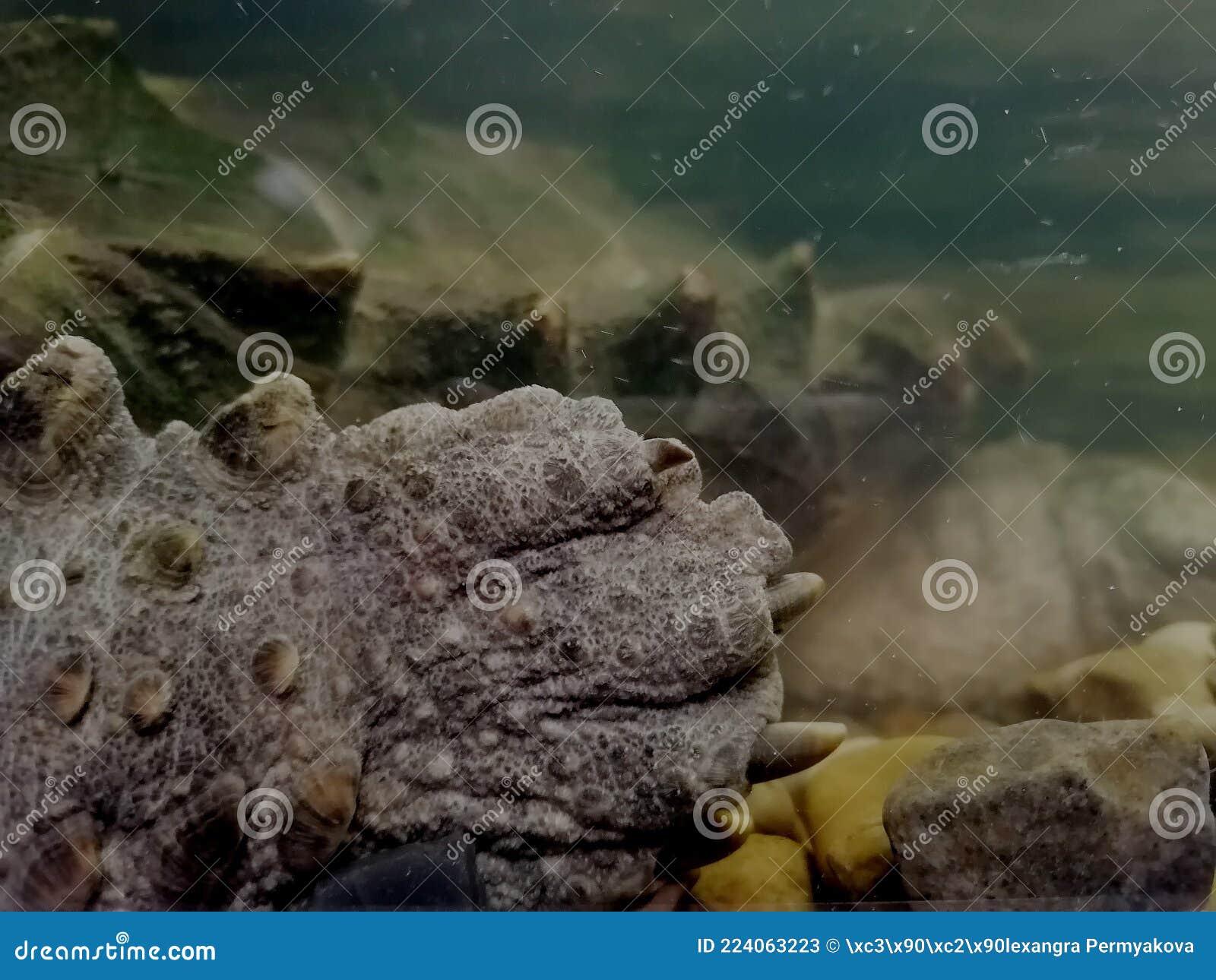 Turtle Paw in the Foreground Stock Image - Image of turtle, animal ...