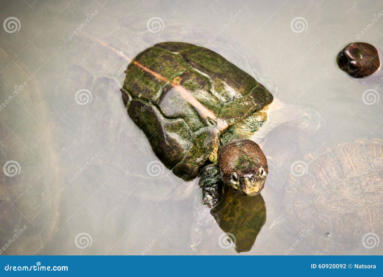 Turtle Peeking Out of the Water Stock Photo - Image of shell, crawling ...