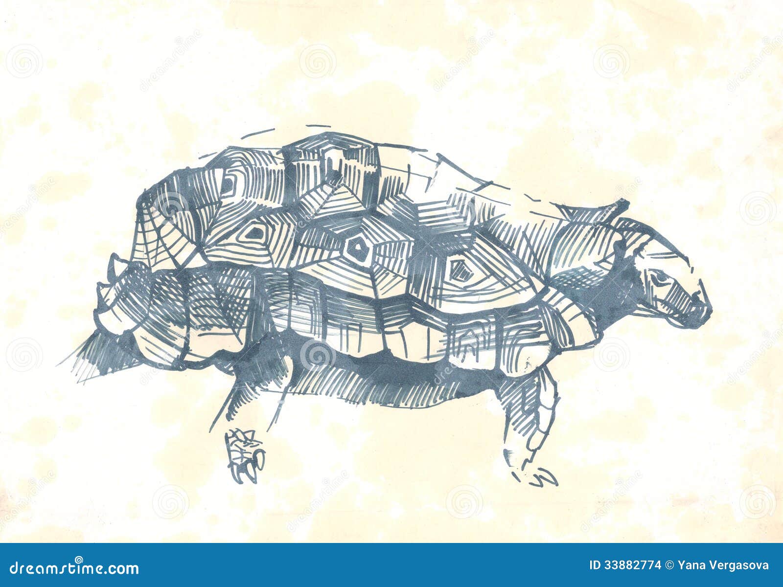Turtle pen drawing sketch stock illustration. Illustration of etching ...