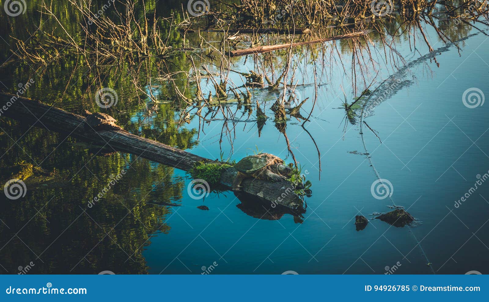 Turtle on a Perch stock image. Image of pond, perch, animals - 94926785