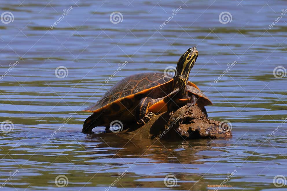A Turtle Sitting on Top of a Log in the Water Stock Photo - Image of ...
