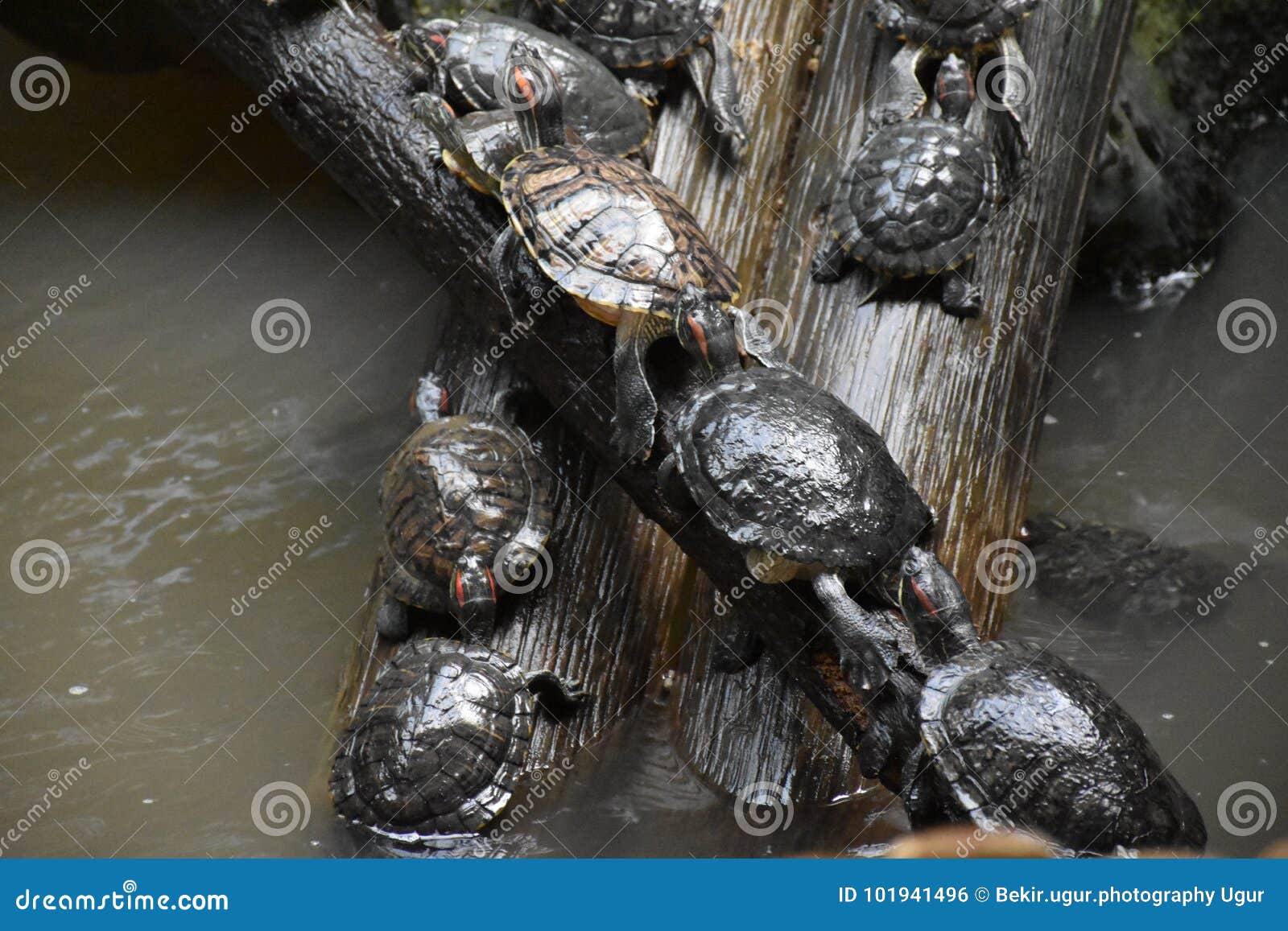 Turtle Perched on Rocks Basking in Sunlight Stock Photo - Image of ...