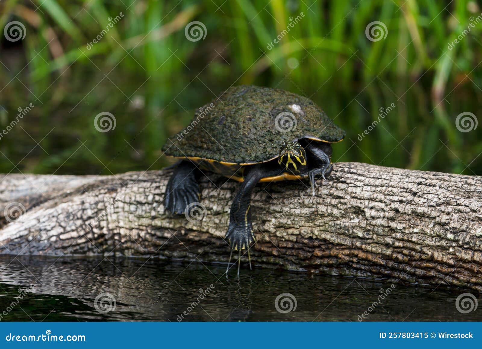 Turtle Perching on a Big Tree Trunk in Tranquil Water of the Lake Stock ...