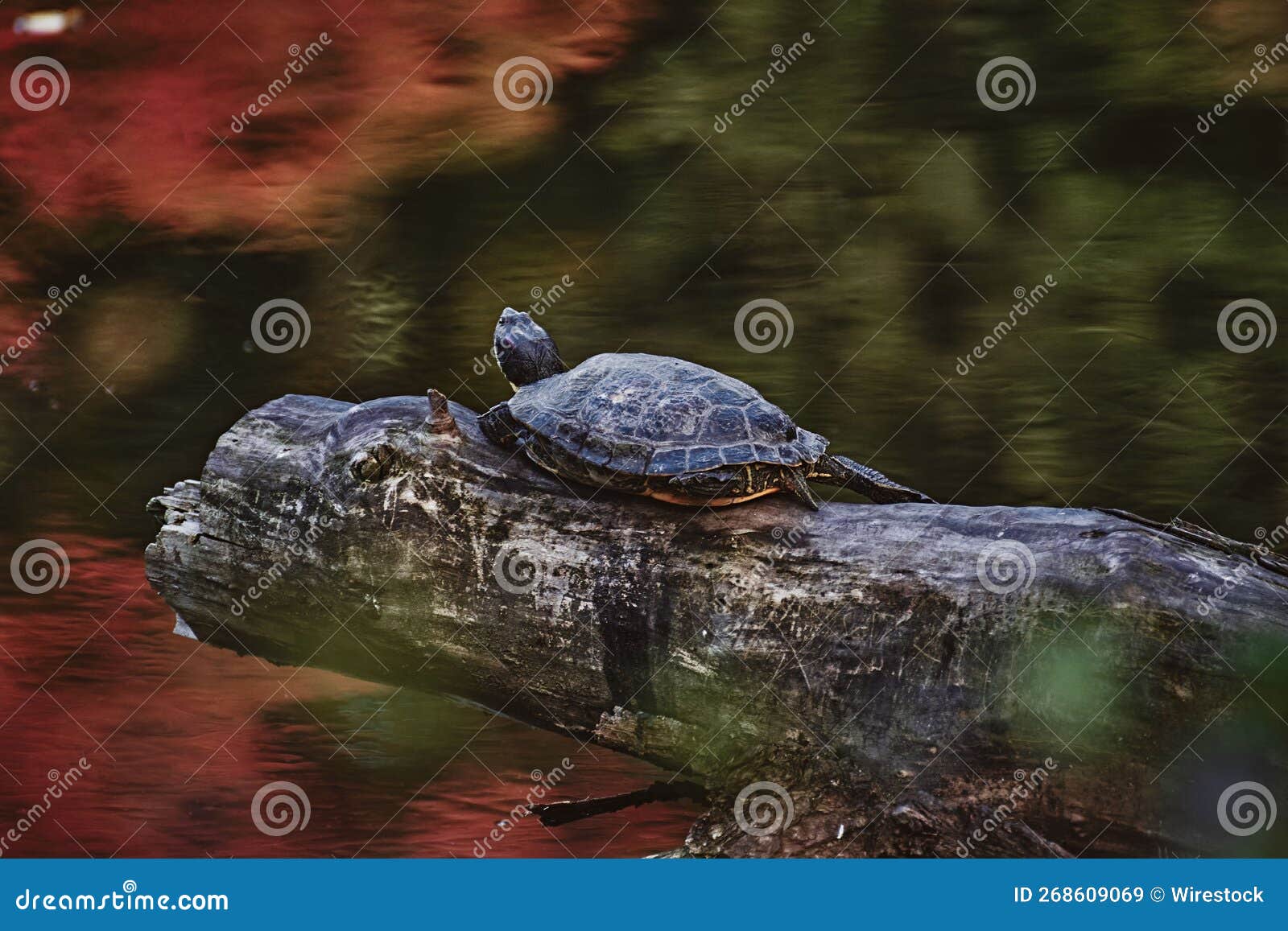 Turtle Perching on Tree Bark Stock Image - Image of tropical, nature ...