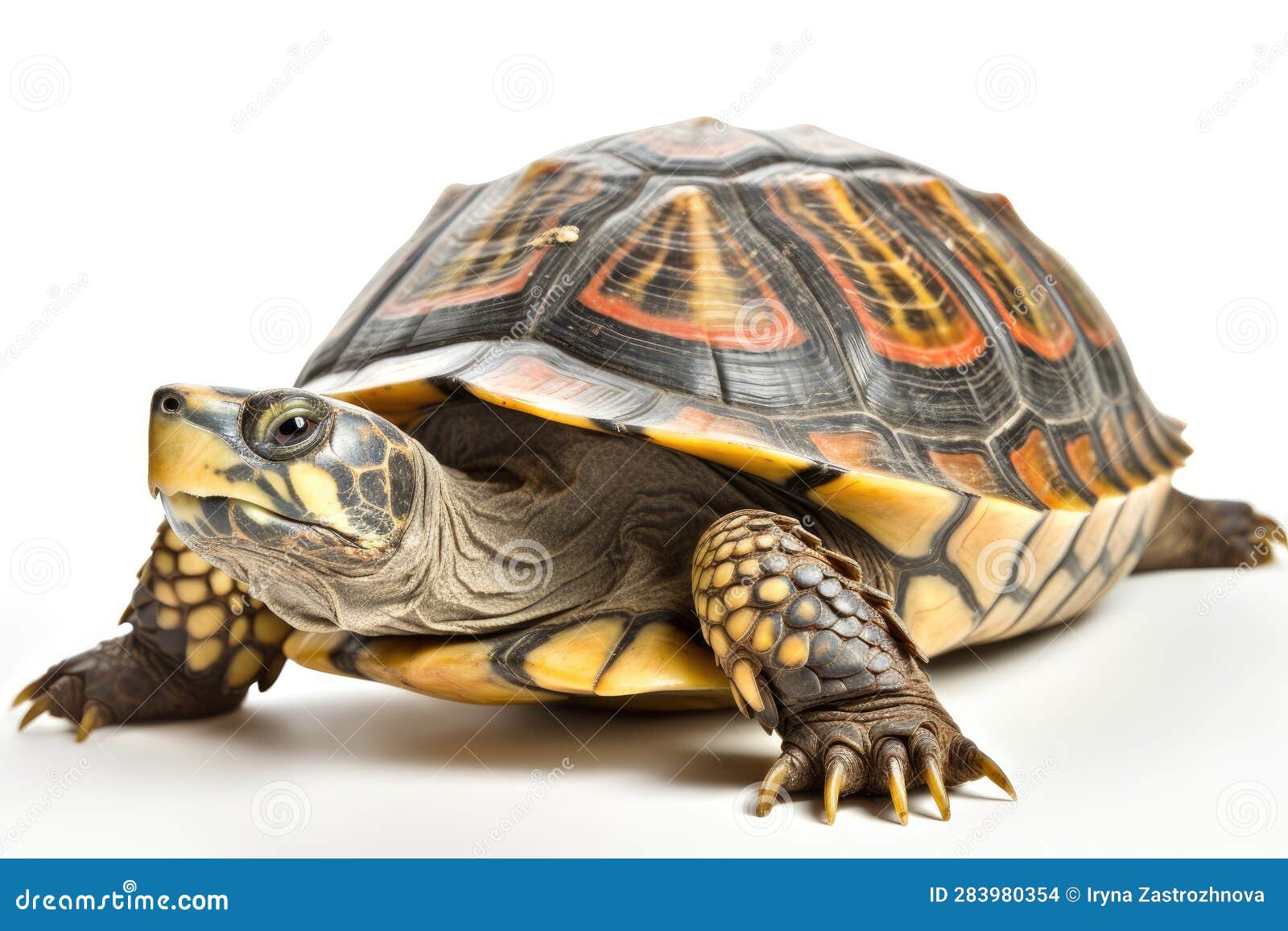 Turtle Pet on a White Background Stock Illustration - Illustration of ...