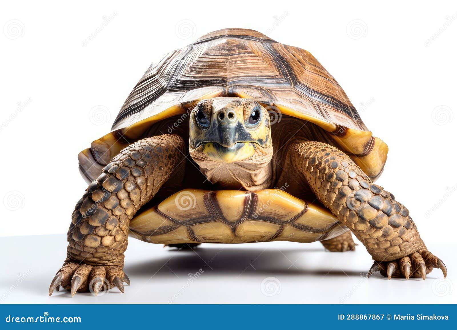 Turtle Photo Realistic Illustration - Generative AI. Stock Illustration ...