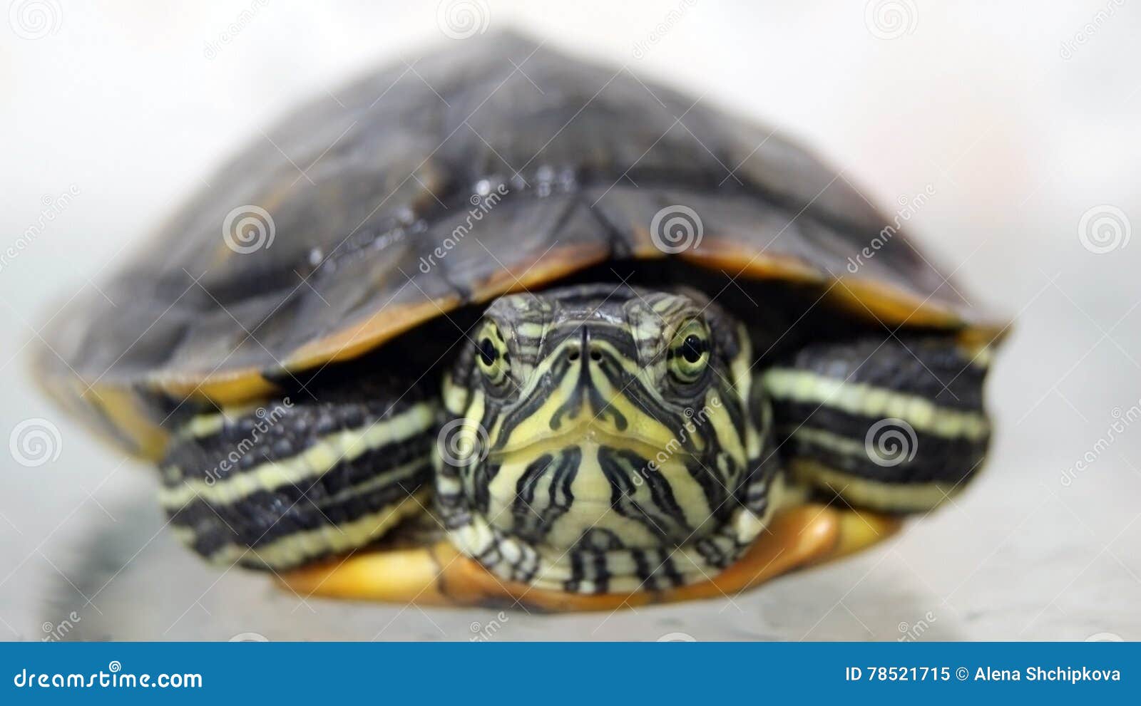 Turtle stock image. Image of turtle, shoot, terrapins - 78521715